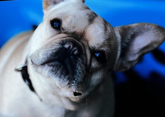 COPPER CAT BOOKS - Updated December 2025 - 159 Photos & 77 Reviews ...