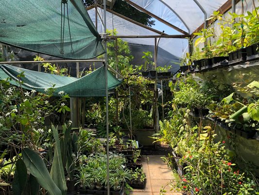 ZONE 9 TROPICALS - Updated June 2026 - 12 Photos - 1015 Arlington St ...