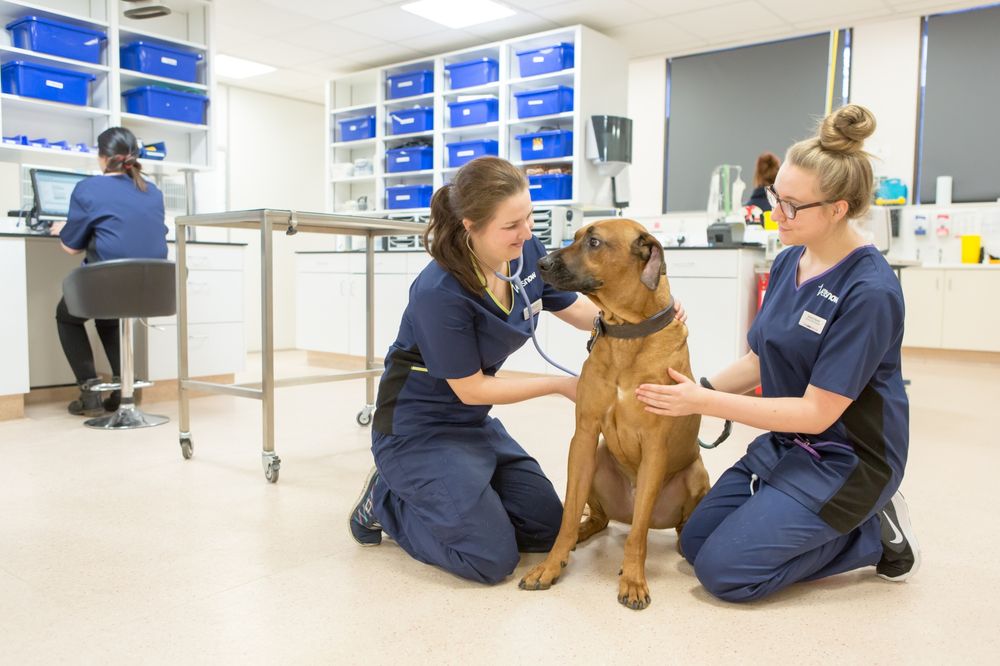 VETS NOW EASTBOURNE - 6 St Annes Road, Eastbourne, East Sussex, United ...