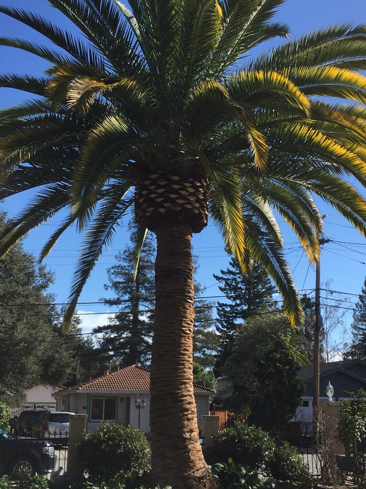 OSCAR’S EXPERT TREE SERVICES - Updated June 2024 - 11 Photos - Menlo ...