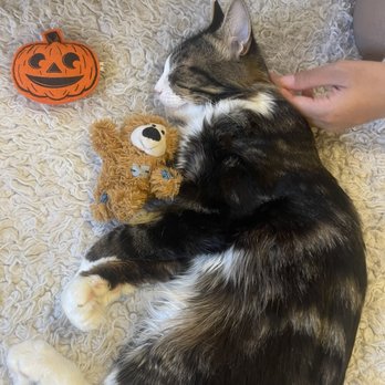 NEKO: A CAT CAFE - Updated January 2026 - 1015 Photos & 344 Reviews ...