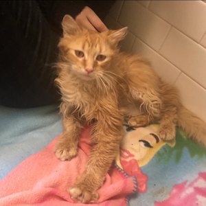 HUMANE ANIMAL RESCUE - 32 Photos & 58 Reviews - 6926 Hamilton Ave ...