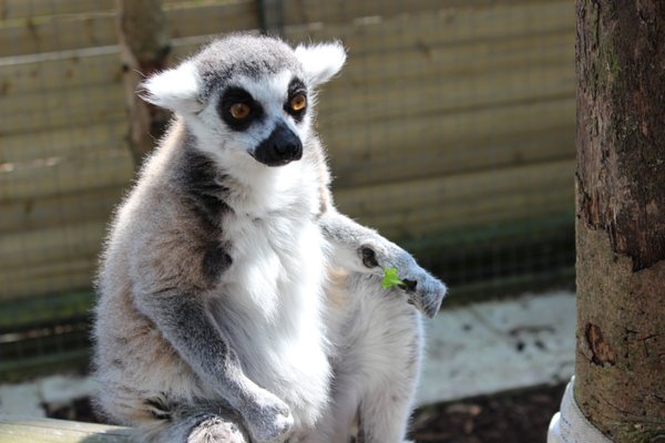 HOO FARM ANIMAL KINGDOM - Updated July 2025 - 69 Photos - Hoo Farm ...