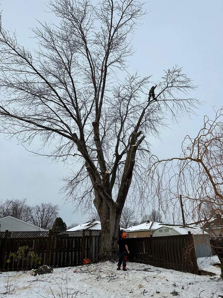 ALEXANDRIA TREE & LANDSCAPE - Updated October 2025 - Request a Quote ...