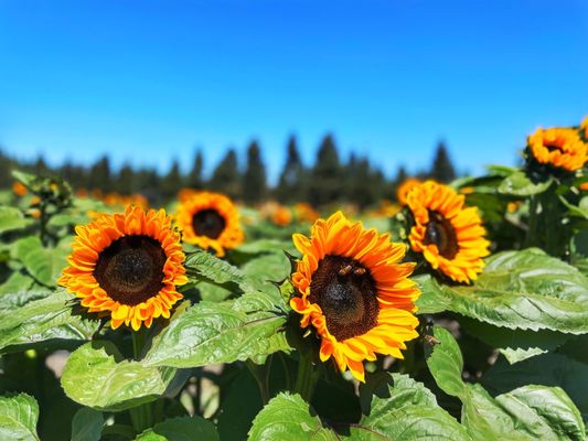 HANA FIELD BY TANAKA FARMS - TEMP. CLOSED - Updated February 2025 - 452 ...