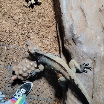 ZOO CREATURES PET STORE - Updated December 2025 - 83 Photos & 70 ...
