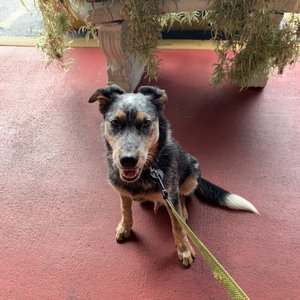 THE ORIGINAL RANCH HOUSE RESTAURANT - 130 Photos & 106 Reviews - 1548 W ...