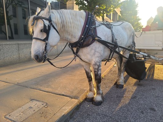 ST LOUIS CARRIAGE COMPANY - Updated October 2025 - 39 Photos & 52 ...