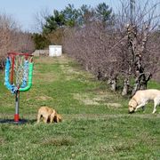 TABORA FARM AND ORCHARD - 121 Photos & 118 Reviews - 1104 Upper Stump ...