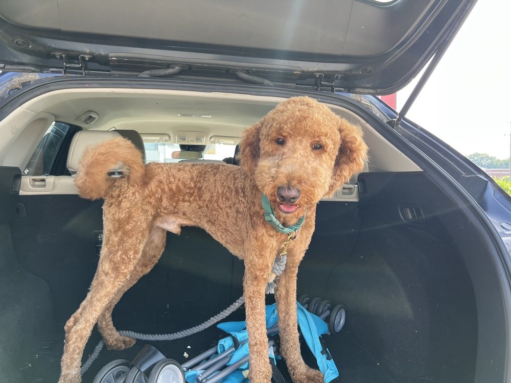 CRITTER CLEANERS - Updated January 2026 - 49 Photos & 35 Reviews - 5109 ...