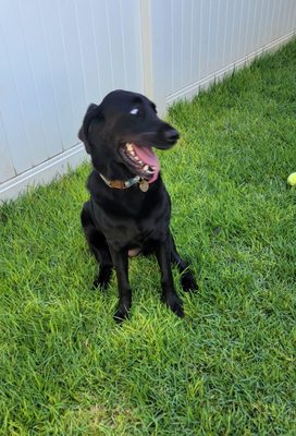 LOVING PAWS DOG BOARDING & DAYCARE - Updated June 2026 - 862 Photos ...