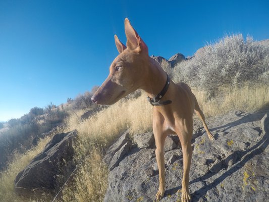 ADVENTURE PET - Updated January 2026 - 145 Photos & 78 Reviews - 8885 ...