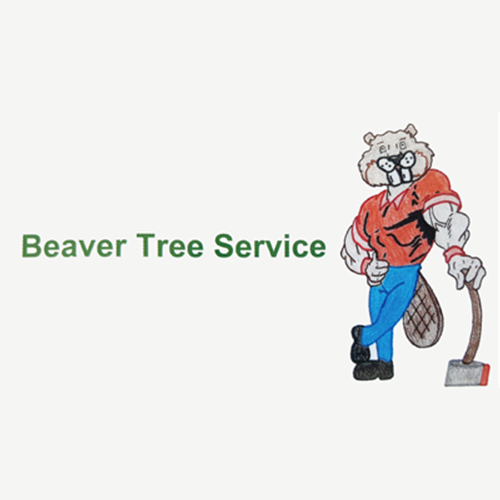 BEAVER TREE SERVICE - Updated July 2025 - Des Moines, Iowa - Tree ...