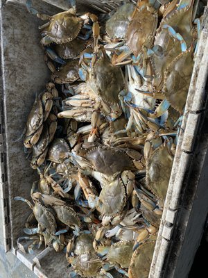 RUSTY CRABS - Updated January 2026 - 19 Photos - 60 Hickory Hill Rd ...