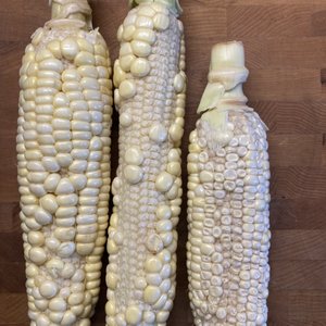 HEMSTROM VALLEY TREE FARM CHRISTMAS TREES - 21 Photos - 4329 Robe ...