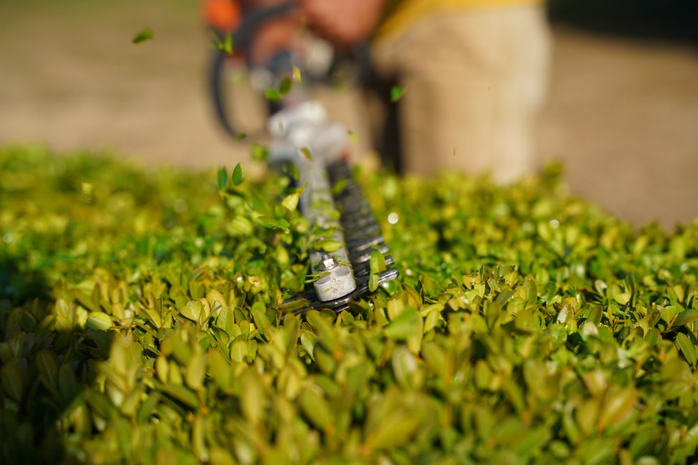 AUGUSTA LAWN CARE SERVICES OF MODESTO - Updated June 2025 - 36 Photos ...