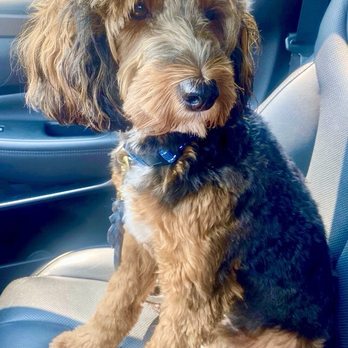 LAZY DOG RESTAURANT & BAR - Updated February 2025 - 211 Photos & 85 ...