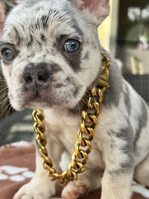 FURRY FOUR FRENCHIES - Updated August 2025 - Request Information - 37 ...