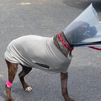 RYLIE’S RESCUE - Updated January 2026 - 11 Photos - PO Box 1021 ...