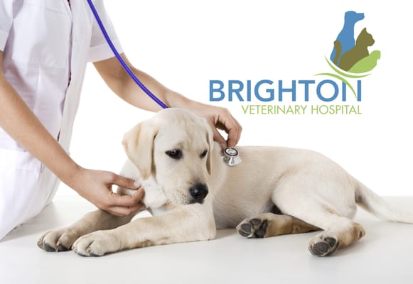 BRIGHTON VETERINARY HOSPITAL - Updated December 2025 - 25 Photos & 23 ...