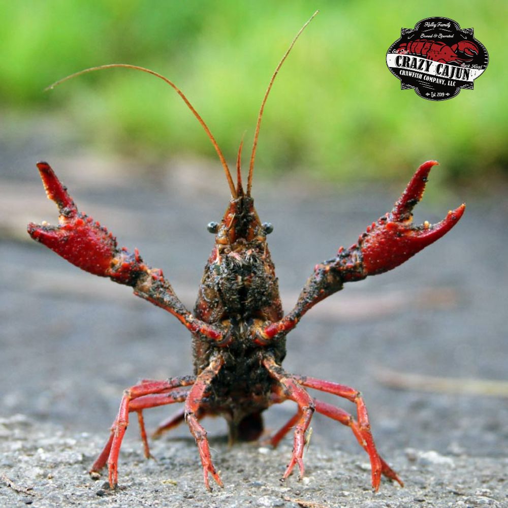 CRAZY CAJUN CRAWFISH - Updated October 2025 - 51622 Huntington Rd, La ...