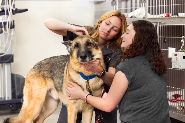 VETERINARY EMERGENCY GROUP - Updated February 2026 - 31 Photos & 15 ...