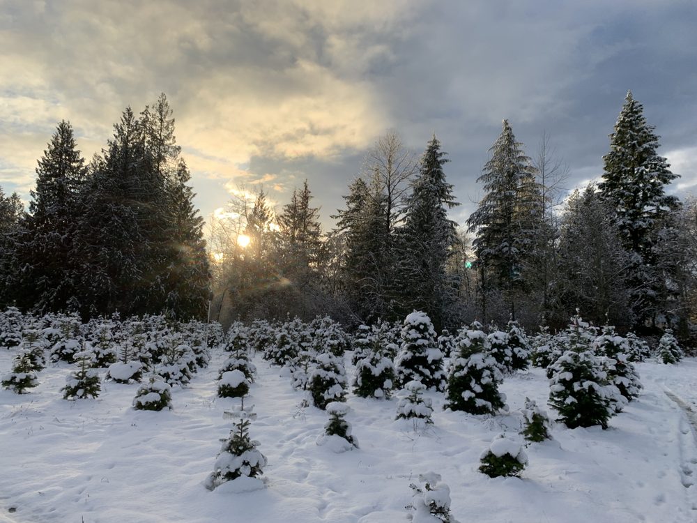 CRYSTAL CREEK TREE FARM - Updated December 2025 - 14 Photos - 23604 SE ...