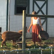 WHITE GATE FARM - 29 Photos & 11 Reviews UPDATED March 2022 - Farmers ...