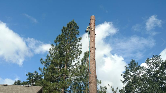 ALL AROUND TREE CARE - Updated September 2025 - 47 Photos - 1591 41st ...