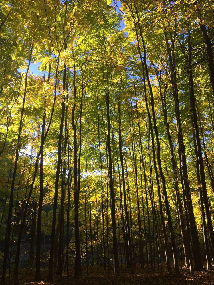 STEWART STATE FOREST - Updated July 2025 - 319 International Blvd, Rock ...