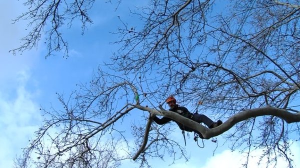 TREE SERVICE CALGARY - Updated December 2025 - 25 Photos - 538 ...