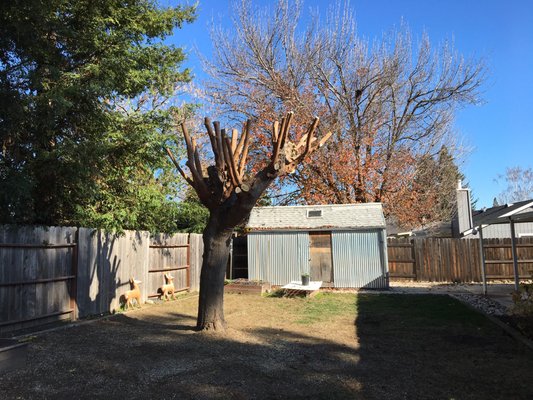 TITAN TREE SERVICE - Updated December 2025 - 27 Photos & 101 Reviews ...