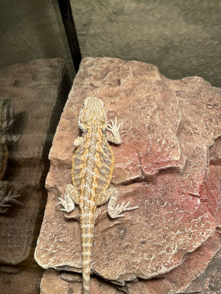 ANIMAL MEDICAL CENTER OF THE ANTELOPE VALLEY - Updated January 2026 ...