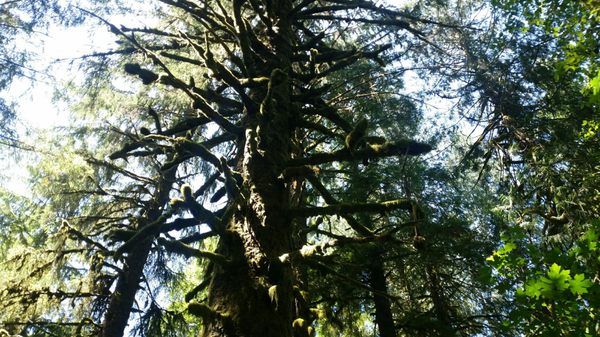 LEE WOODEN FISHHAWK FALLS PARK - Updated October 2025 - 202 Hwy ...