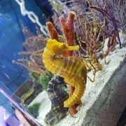 GERBER’S TROPICAL FISH - 23 Photos & 21 Reviews UPDATED - Local Fish ...