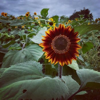 COLONY ACRES FAMILY FARM - Updated January 2026 - 198 Photos & 15 ...