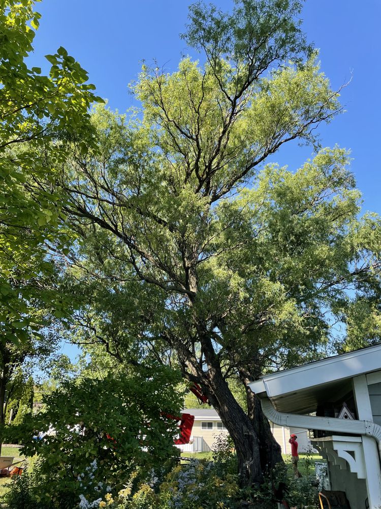 M & M TREE CARE - Updated July 2025 - 10 Photos & 11 Reviews - 8844 W ...