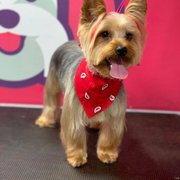 Stylish pooch store