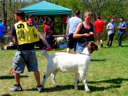 SLY FOX BOCK FEST & GOAT RACES - Updated January 2025 - 331 Circle Of ...