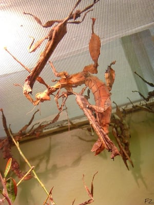 O ORKIN INSECT ZOO - Updated October 2025 - 20 Photos & 20 Reviews ...