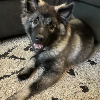 BLUE SKY PUPPIES ORLANDO - Updated May 2024 - 60 Photos & 38 Reviews ...