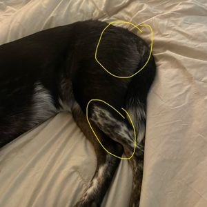 COPPELL DOG PARK - Updated December 2025 - 28 Photos & 30 Reviews - 400 ...