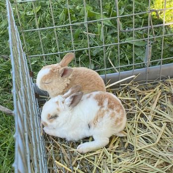 XEN’S CRITTERS - Updated June 2024 - 14 Photos - 1023 Danielson Pike ...