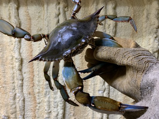 RUSTY CRABS - Updated September 2025 - 19 Photos - 60 Hickory Hill Rd ...