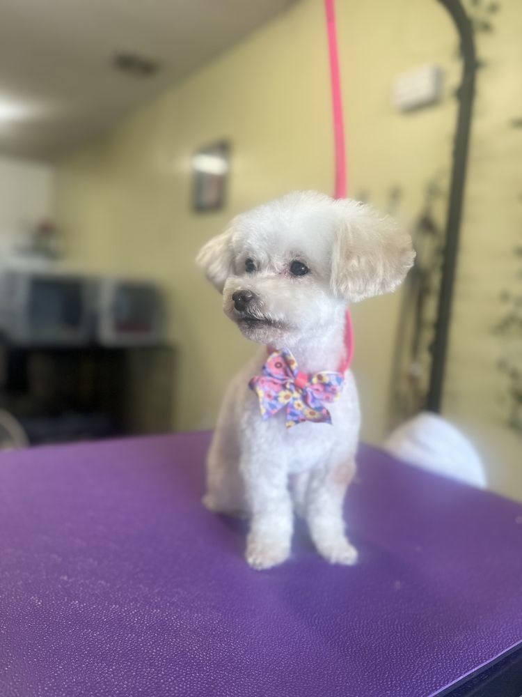 PAWSITIVE VIBES - Updated December 2025 - 11 Photos - 1408 Industrial ...