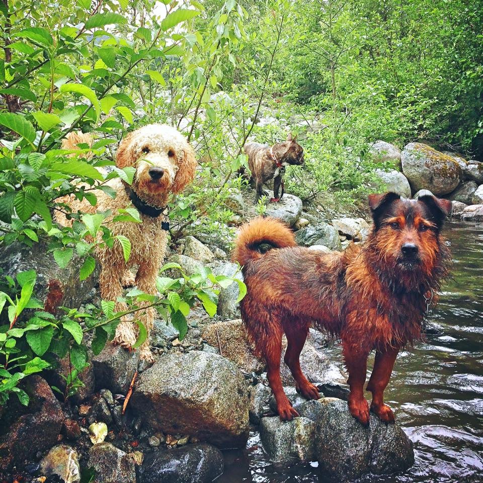 WHISTLER DOG WALKERS - Updated July 2025 - 10 Photos - Whistler ...