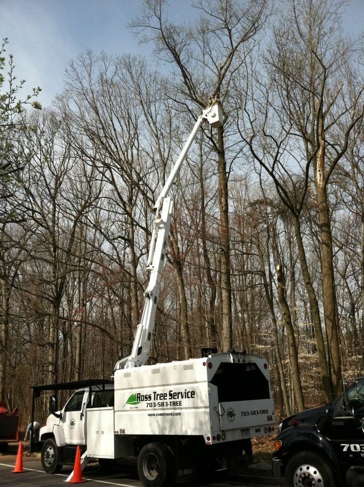 ROSS TREE SERVICE - Updated October 2025 - 18 Reviews - 11484 Robertson ...