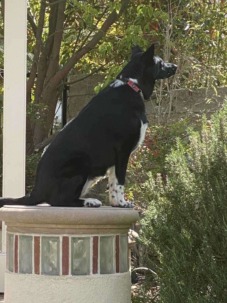 LAUGHING DOG INN - Updated May 2024 - 70 Reviews - 3362 Cajon Cir ...