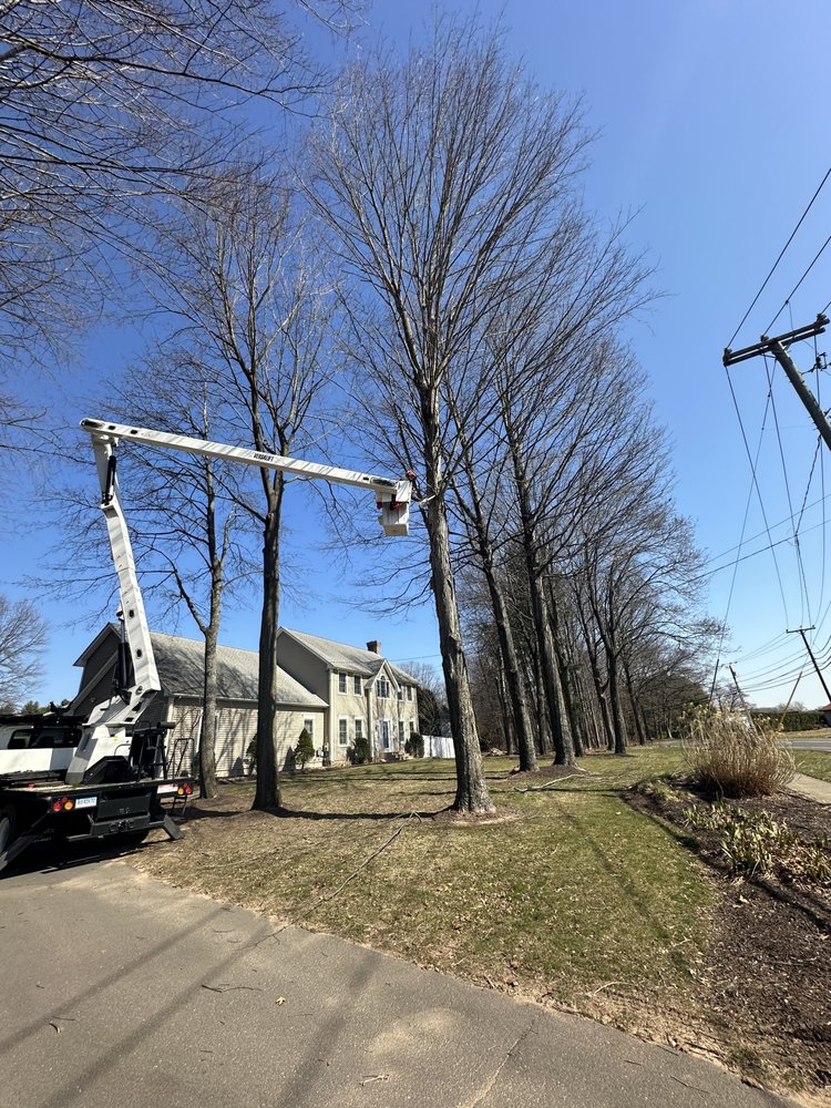 SIKES TREE SERVICE - Updated October 2025 - 14 Photos - 1425 Mapleton ...