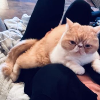 VETERINARY EMERGENCY GROUP - Updated January 2026 - 31 Photos & 13 ...